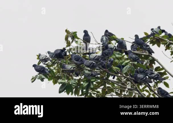 The Animal Bird Pigeons Doves on Tree in Nature Stock Video Footage - Alamy