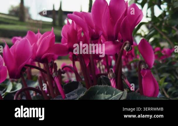 Plant Beautiful Flower Cyclamen and Romantic Heart Shape Gift Box Stock ...