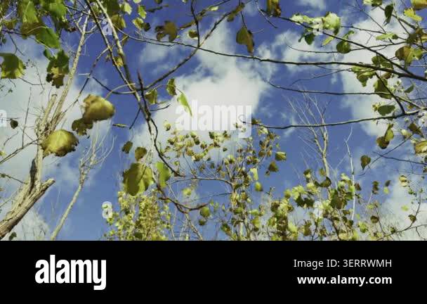 Yellow Green Dry Autumn Leaves Dancing in the Wind on Tree Stock Video ...