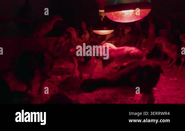 Farm Animal Chicks Warming Up Under Infrared Bulb in Cage Stock Video ...