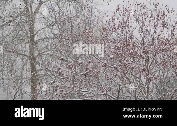 Trees are covered in snow while flakes continue to fall Stock Video ...