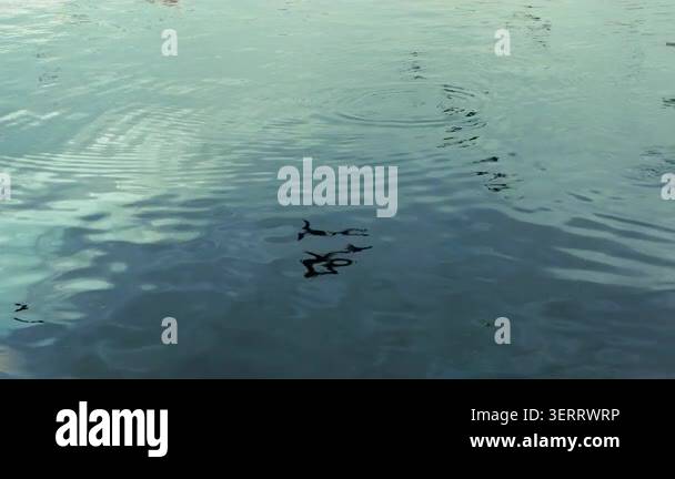 Animal Seagulls Birds Flying Shadows on Sea Water Stock Video Footage ...
