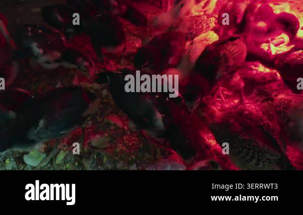 Farm Animal Chicks Warming Up Under Infrared Bulb in Cage Stock Video ...