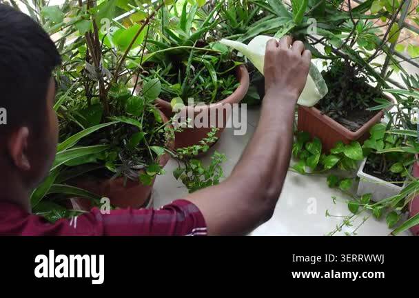 A man waters various plants on a balcony during sunny weather in the ...