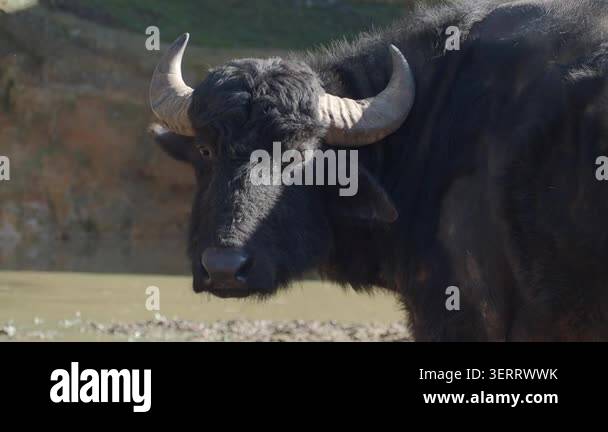 A black bull stands by the water in a rural area during daylight hours ...