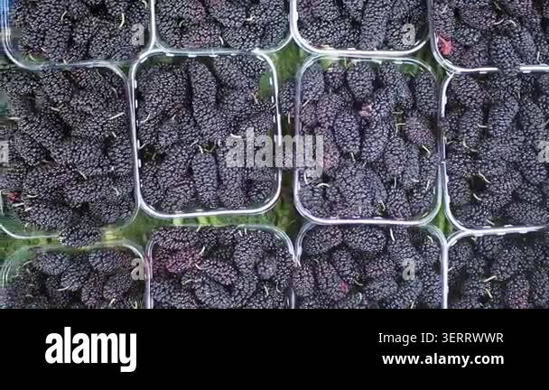 mulberries, likely a black or red variety, packed into small plastic ...