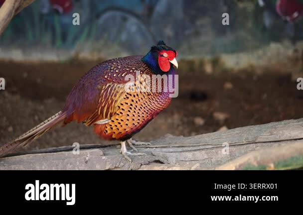 A colorful pheasant is perched on a log at the zoo for visitors to see ...