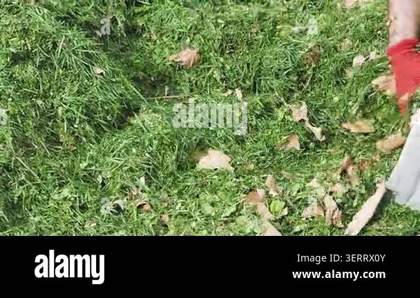 A person is collecting leaves and grass clippings in a yard Stock Video ...