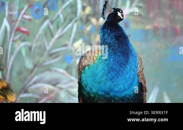 Bird displays vivid feathers against plant background in sunlight Stock ...