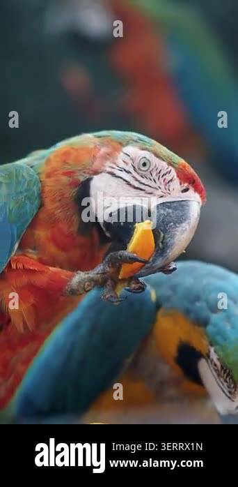 Colorful Macaw Parrot Feeds on Fruit in Close-up Stock Video Footage ...