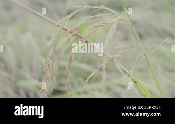 Close-up of a single rice crop in a field under the blue sky, sky-blue ...