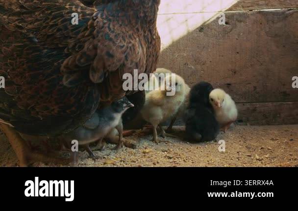 Sweet Little Farm Animal Chicks and Mother Chicken Stock Video Footage ...