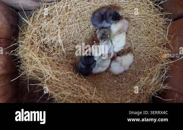 Sweet Little Farm Animal Bird Chicks Stock Video Footage - Alamy