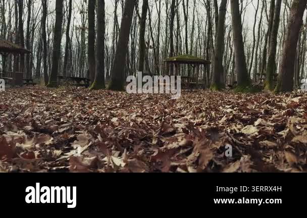 Dry Autumn Leaves Falling in Nature in Winter Stock Video Footage - Alamy