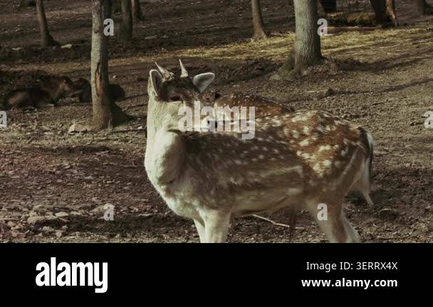 Mammal Animal Deer in Wild Nature Stock Video Footage - Alamy
