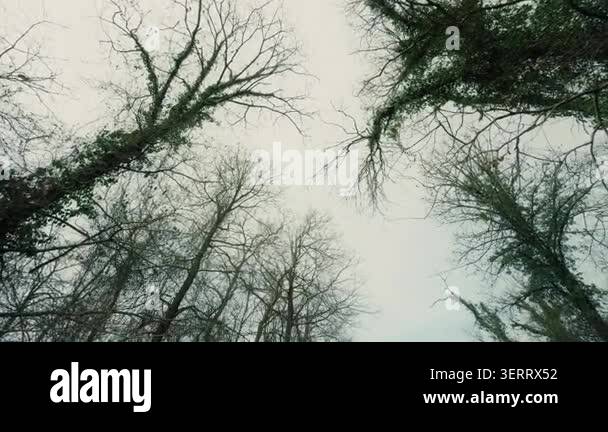 Huge Tree Branches and the Sky in Winter Season Stock Video Footage - Alamy