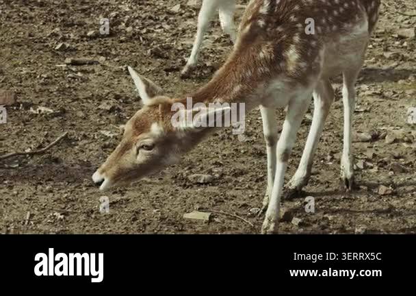 Mammal Animal Deer in Wild Nature Stock Video Footage - Alamy