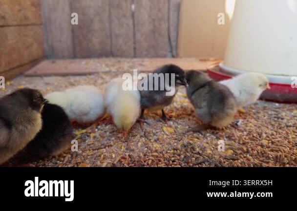 Sweet Little Farm Animal Bird Chicks Stock Video Footage - Alamy