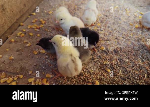 Sweet Little Farm Animal Bird Chicks Stock Video Footage - Alamy