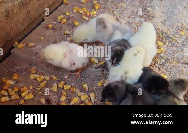 Sweet Little Farm Animal Bird Chicks Stock Video Footage - Alamy
