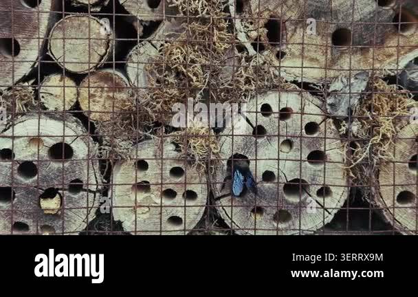 Insect Animal Bee in its Nest in a Wooden Hole Stock Video Footage - Alamy