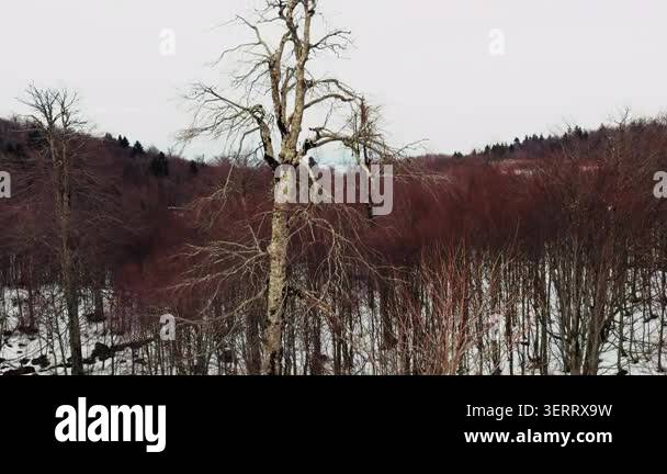 Snow on Ground and Trees in Winter Season in Nature Stock Video Footage ...