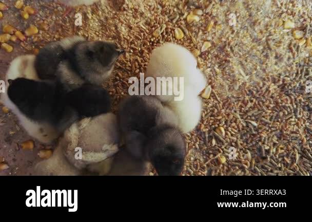 Sweet Little Farm Animal Bird Chicks Stock Video Footage - Alamy