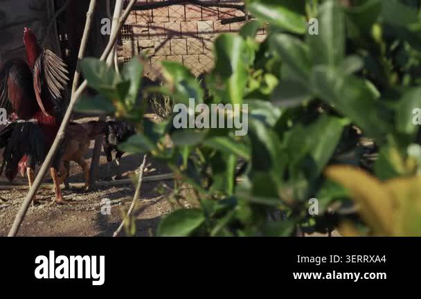 Animal Roosters in the Garden at Animal Farm Stock Video Footage - Alamy