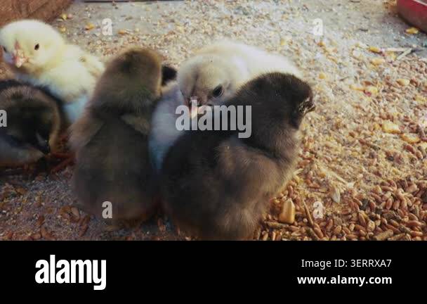 Sweet Little Farm Animal Bird Chicks Stock Video Footage - Alamy