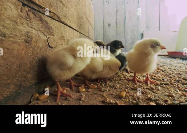 Sweet Little Farm Animal Bird Chicks Stock Video Footage - Alamy