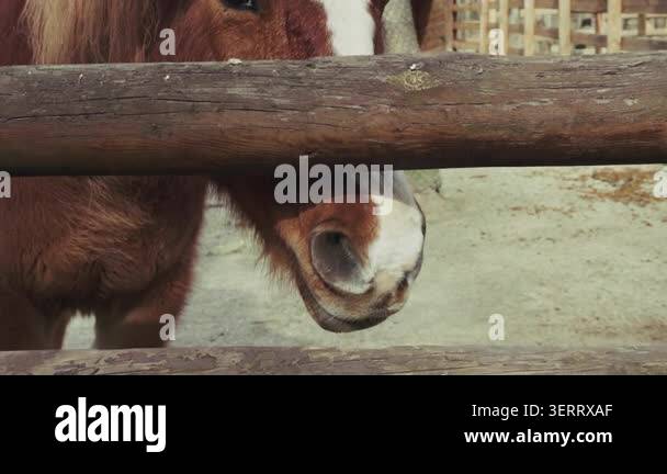 Farm Animal Friendly Brown Horse in a Barn Close Up Stock Video Footage ...