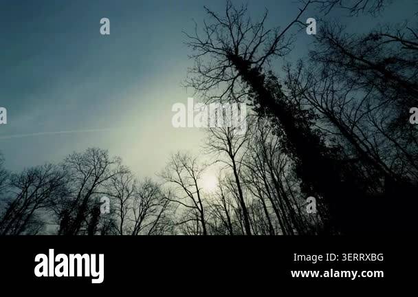 Huge Tree Branches and the Sky in Winter Season Stock Video Footage - Alamy