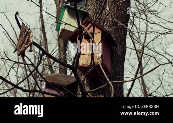 Bird Cage on a Tree in Nature in Winter Season Stock Video Footage - Alamy