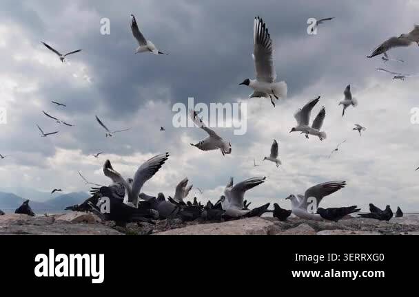 Animal Bird Pigeons and Seagulls Flying and Feeding Near the Seaside ...