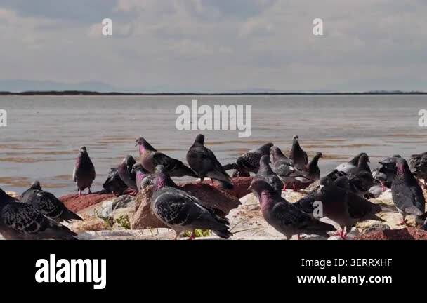 Animal Bird Pigeons Flying and Feeding Near the Seaside Stock Video ...
