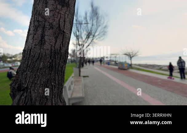 Walking Park Place Near the Sea Behind a Wood Trunk in City Stock Video ...