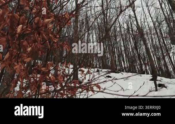 Snow on Ground and Trees in Winter Season in Nature Stock Video Footage ...