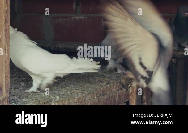 Animal Sweet Bird Pigeons in a Bird House Stock Video Footage - Alamy