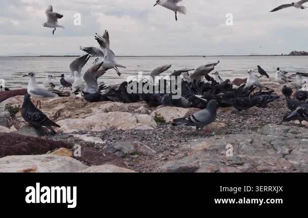 Animal Bird Pigeons and Seagulls Flying and Feeding Near the Seaside ...