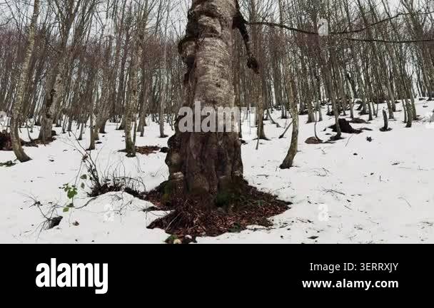 Snow on Ground and Trees in Winter Season in Nature Stock Video Footage ...