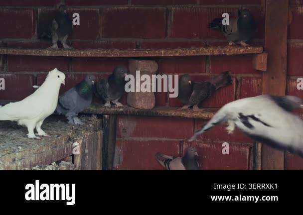 Animal Sweet Bird Pigeons in a Bird House Stock Video Footage - Alamy