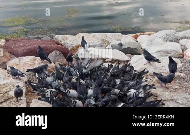 Animal Bird Pigeons Flying and Feeding Near the Seaside Stock Video ...