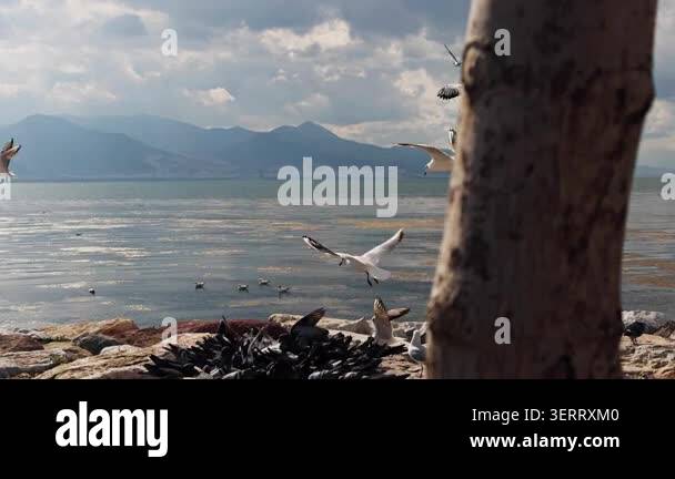 Animal Bird Pigeons and Seagulls Flying and Feeding Near the Seaside ...