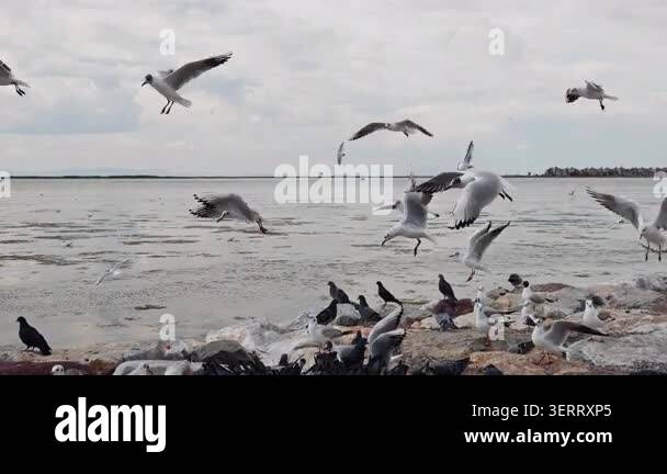 Animal Bird Pigeons and Seagulls Flying and Feeding Near the Seaside ...