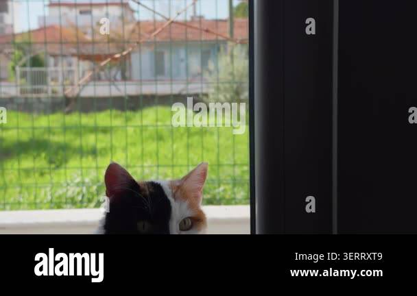 Cute Pet Animal Cat Looking at Home Outside the Window Stock Video ...