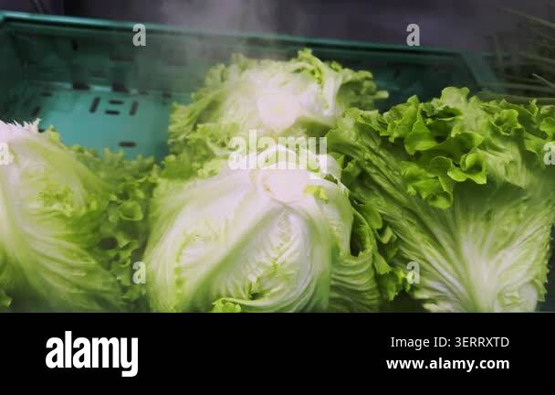 Organic Vegetables That Stay Fresh With Water Steam at the Market Stock ...