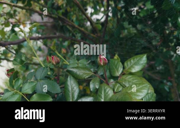Flower Red Rose Plant and Green Leaves in Nature Stock Video Footage ...