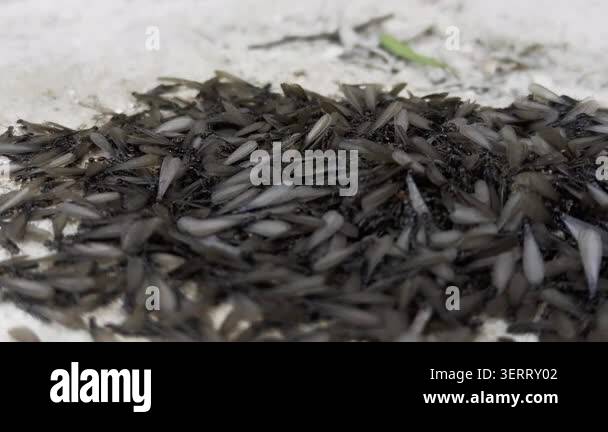 Animal Insect Winged Ant on Stone Surface Stock Video Footage - Alamy