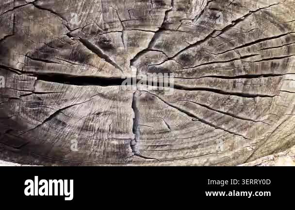 Tree Trunk Stop Motion Background Video Stock Video Footage - Alamy