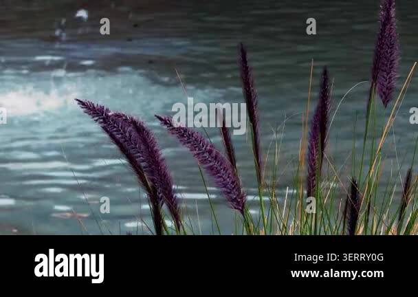 Purple Feather Plant Reeds and Water Pool Video Stock Video Footage - Alamy